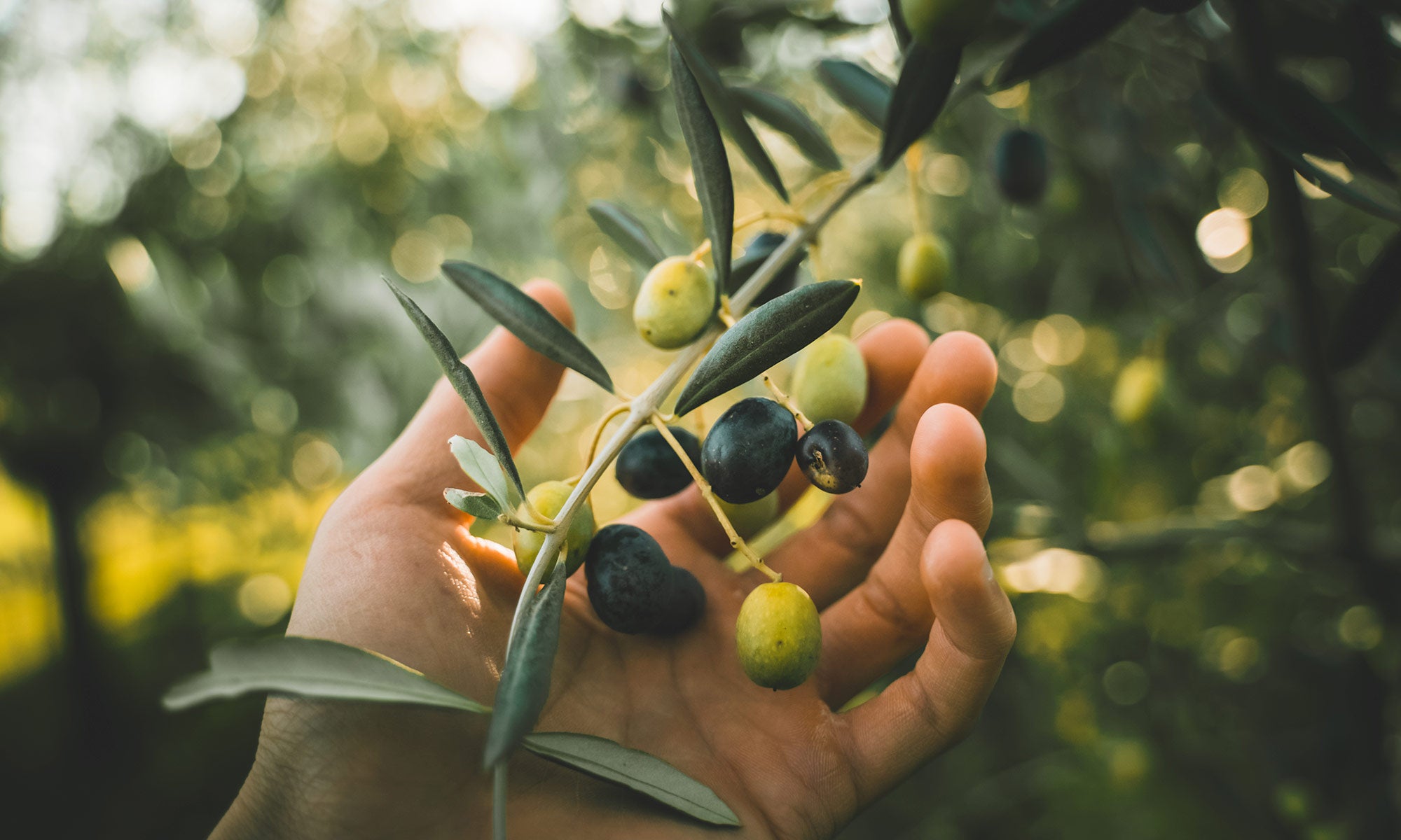 Hermus Olive Oil | Hermus Olive Oil
